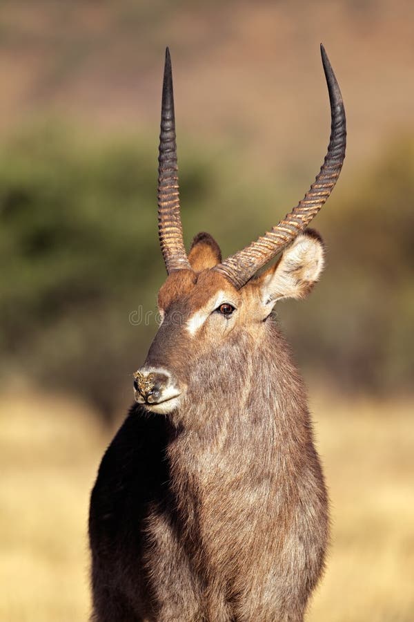 Waterbuck Tjur Och Ko I Ett Damm Med Vattenhyacinten Fotografering för ...