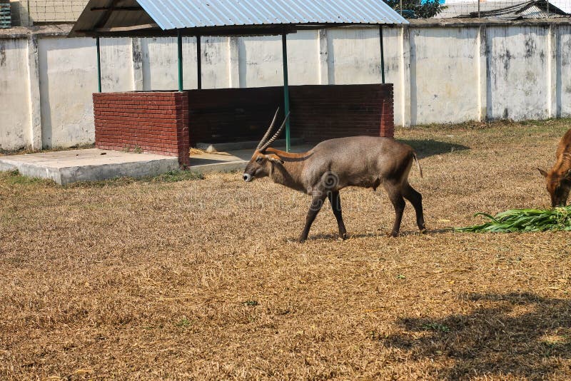 A Waterbuck is Walking in the Field Stock Photo - Image of wildlife ...