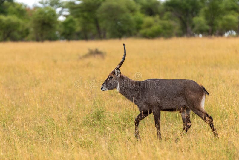 Waterbuck Walking in the Field Stock Image - Image of natural, trees ...
