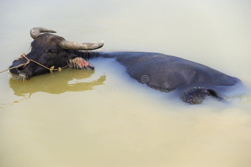 Waterbuffel stock afbeelding. Image of hoornen, padie - 10447645