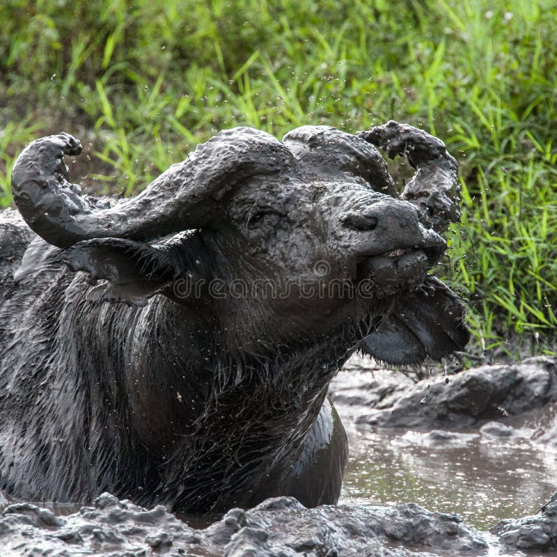 Waterbuffel Nationaal Park Oeganda Stock Foto - Image of bedreigd ...