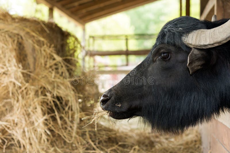 Buffalo Bubalus Bubalis in De Vijver Van Bruin Water. Natuurgebied ...