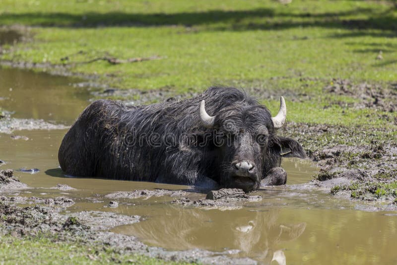 Waterbuffel Liggend in De Modderige Stroom Stock Foto - Image of rust ...