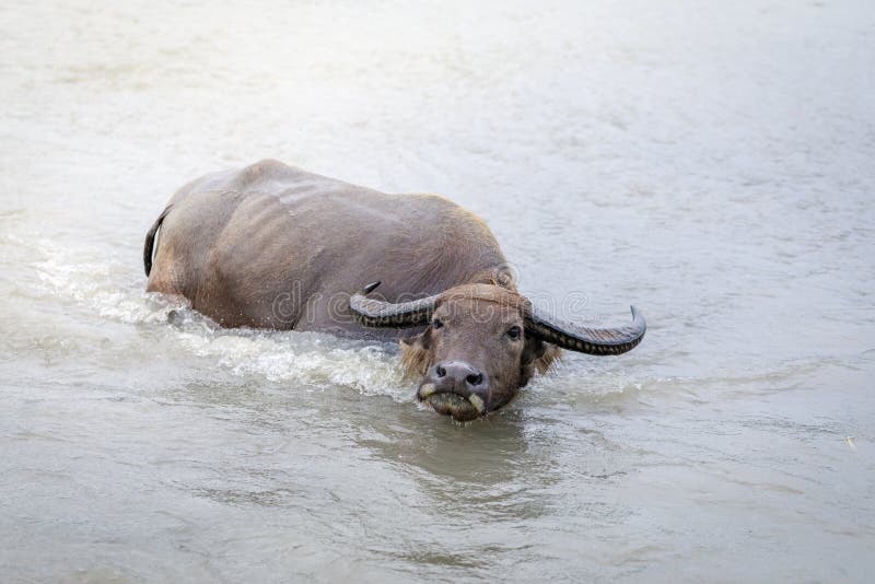 Waterbuffel - Karbouw in De Rivier Stock Afbeelding - Image of runder ...
