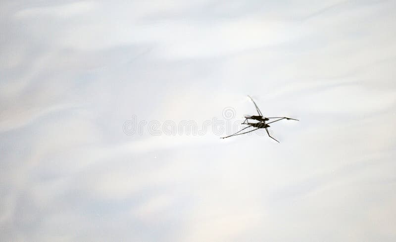 Waterug Stock Photos - Free & Royalty-Free Stock Photos from Dreamstime