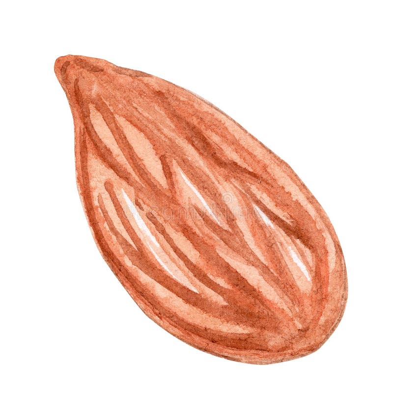 Watercolor Almond Nut without Shell Isolated on White Background Stock ...