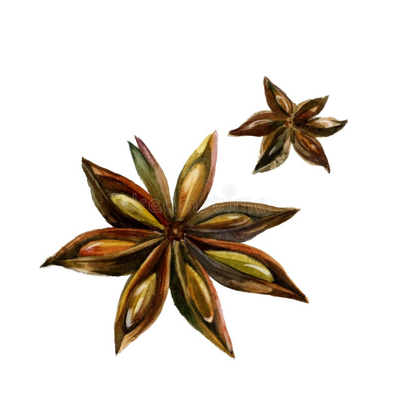 Watercolor anise isolated stock vector. Illustration of aromatic - 69087100