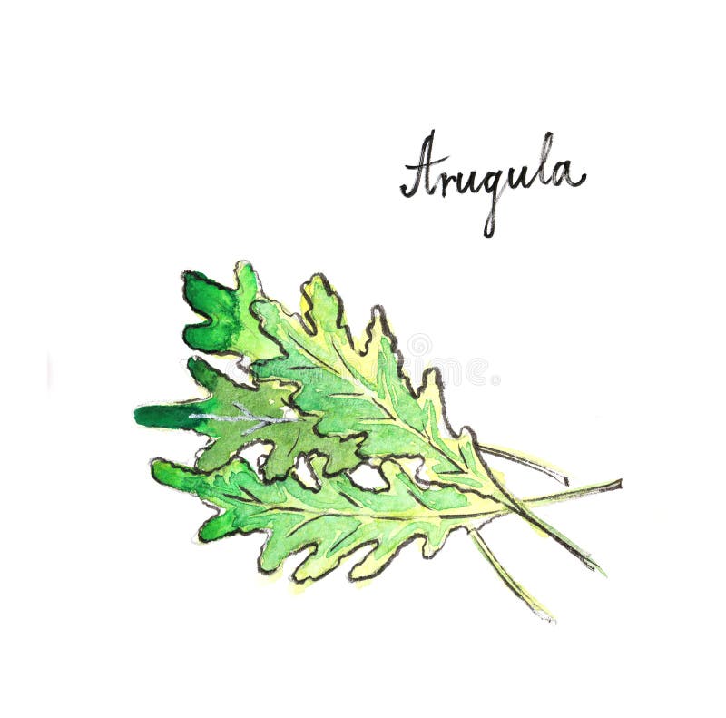 Watercolor arugula stock vector. Illustration of gourmet - 57605093