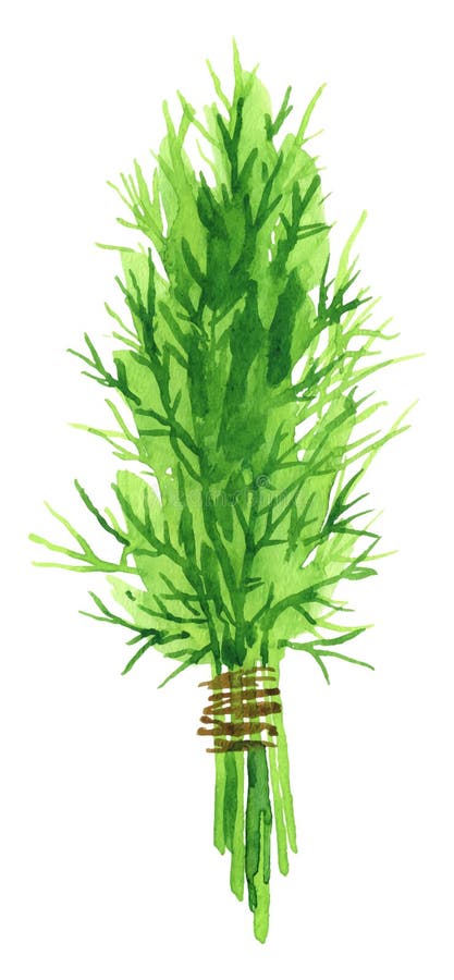 Watercolor Background With Dill Dill Leaves And Seeds Herbs And Spices Stock Vector