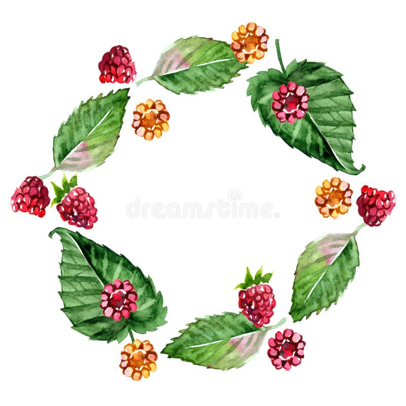 Watercolor Background with Raspberry. Berries Frame on White Background ...