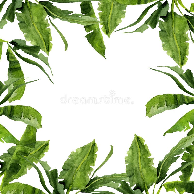 Banana Tree Leaves Watercolor Border Frame Template Stock Illustration ...
