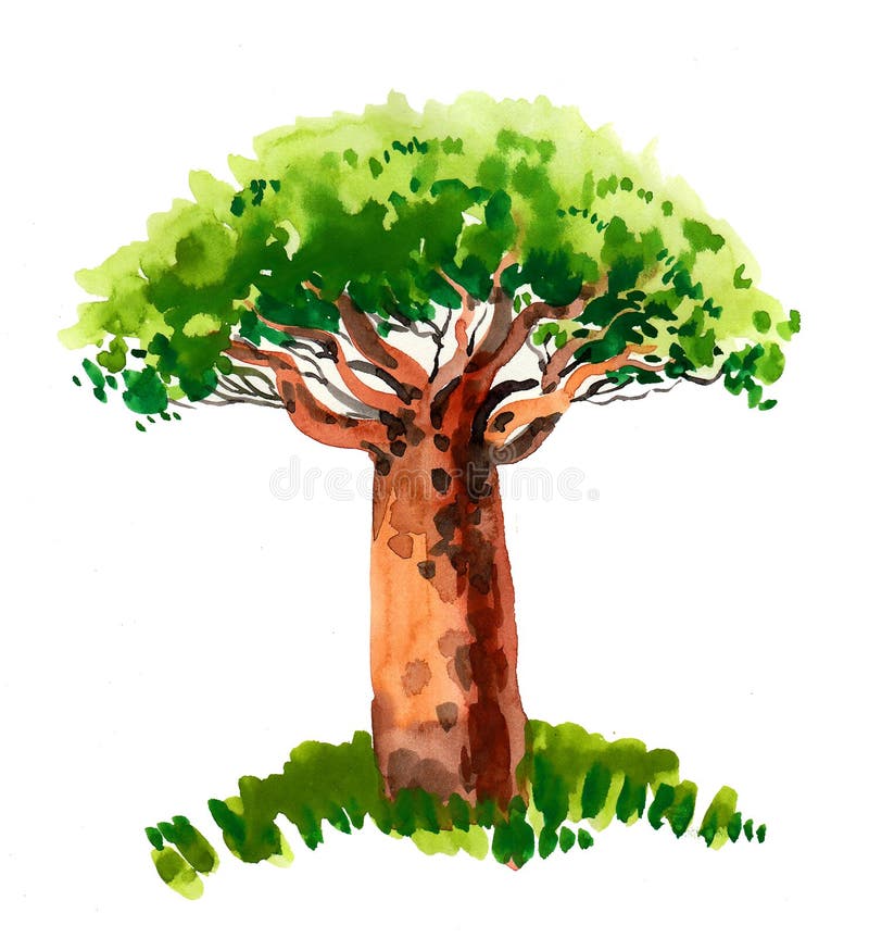 Watercolor baobab tree stock illustration. Illustration of drawing ...