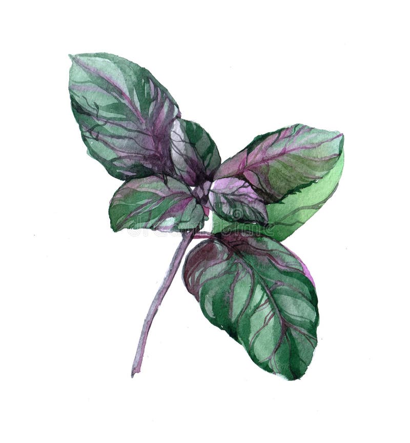 Watercolor Basil on white stock photo. Image of white - 170571946