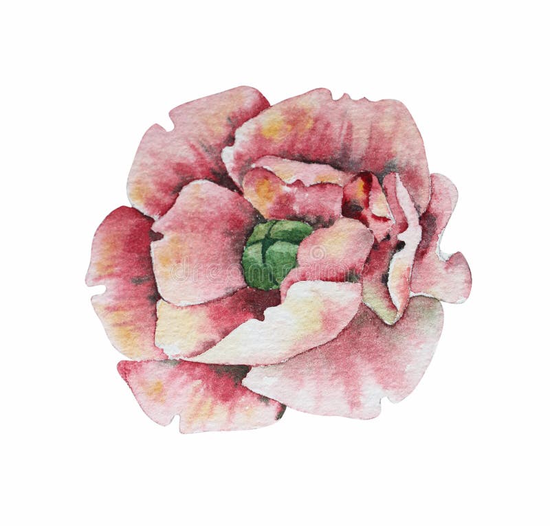 Watercolor Beautiful Pink Flower. Single Drawing. Print Stock ...
