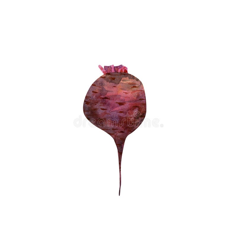 Watercolor Beet Illustration. Botanical Illustration with Beetroot ...