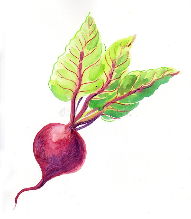 Beet Drawing Stock Illustrations – 5,623 Beet Drawing Stock ...