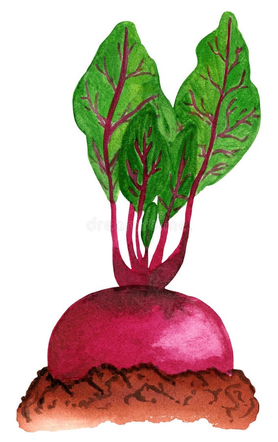 Watercolor Beetroot in the Ground, Side View Stock Photo - Image of ...