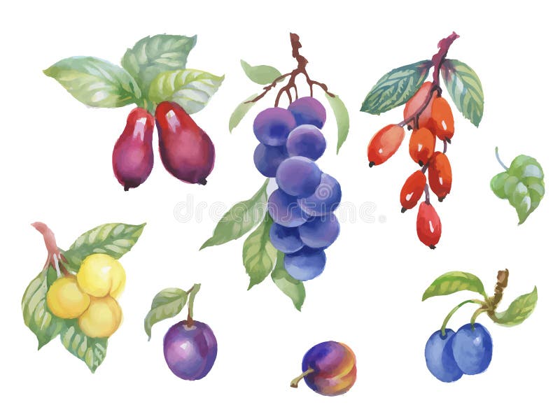 Coco Plum Stock Illustrations – 209 Coco Plum Stock Illustrations ...