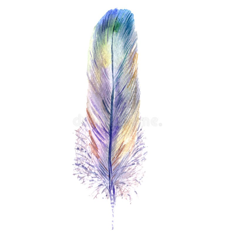 Watercolor Bird Feather from Wing Isolated. Stock Illustration ...