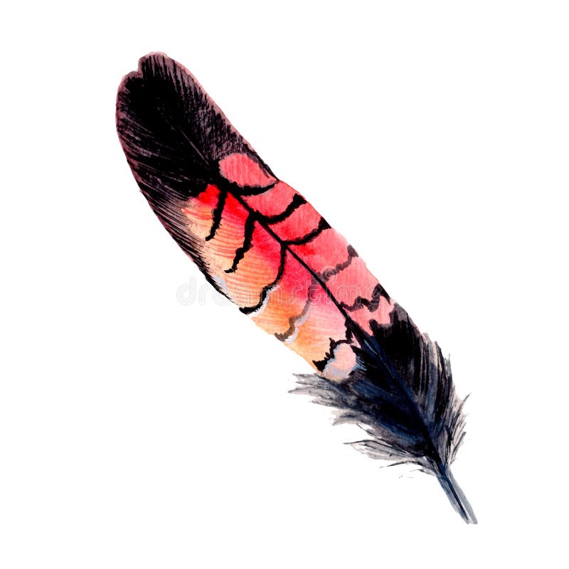 Watercolor Bird Feather from Wing Isolated. Stock Photo - Image of wild ...