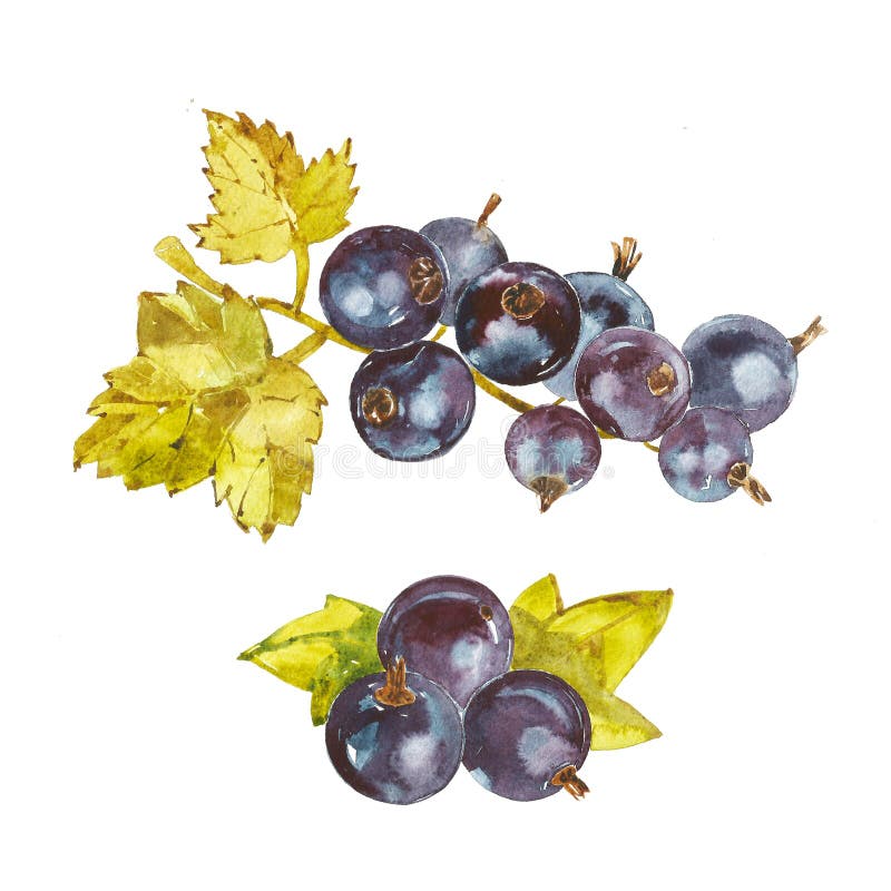 Watercolor black currants stock illustration. Illustration of elegance ...