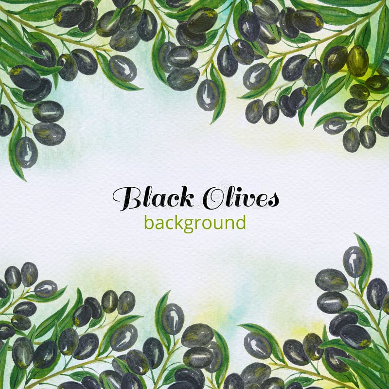 Olive Branches, Black Olives and Green Olives. Frame, Border, Hand Drawn Watercolor. Stock ...