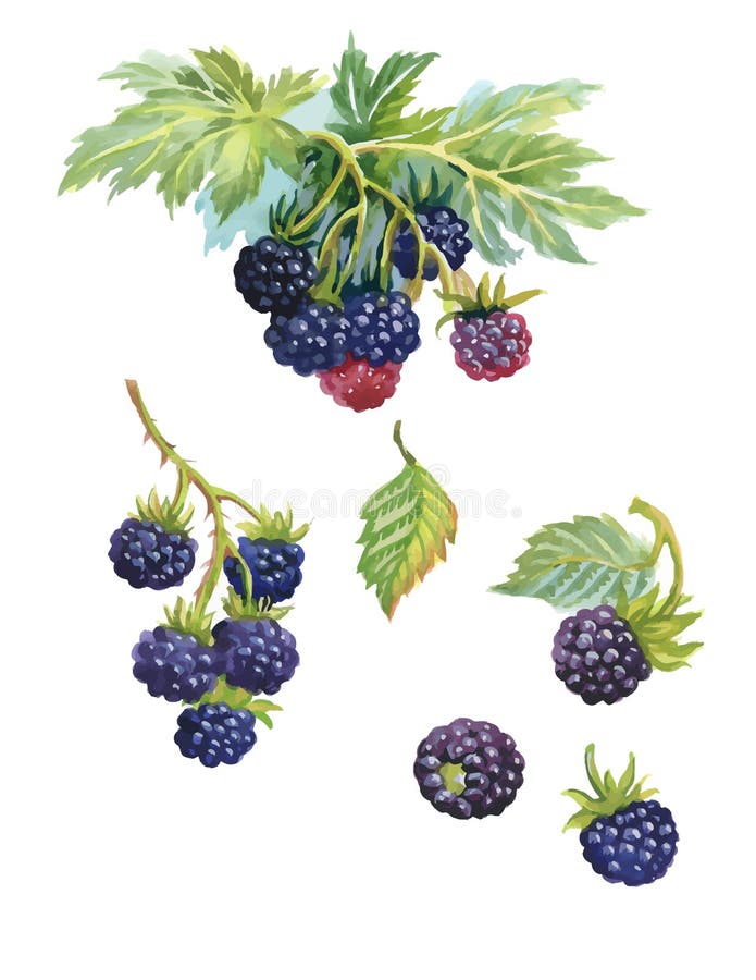 Blackberry Watercolor Stock Illustrations – 2,663 Blackberry Watercolor ...