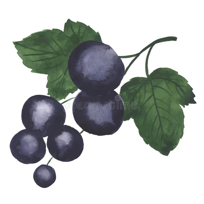 Watercolor blackcurrant stock vector. Illustration of fresh - 58147652