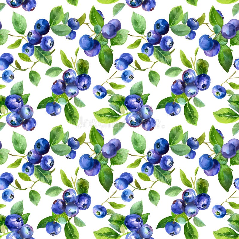 Watercolor Blueberries and Leaves on a White Background Seamless ...