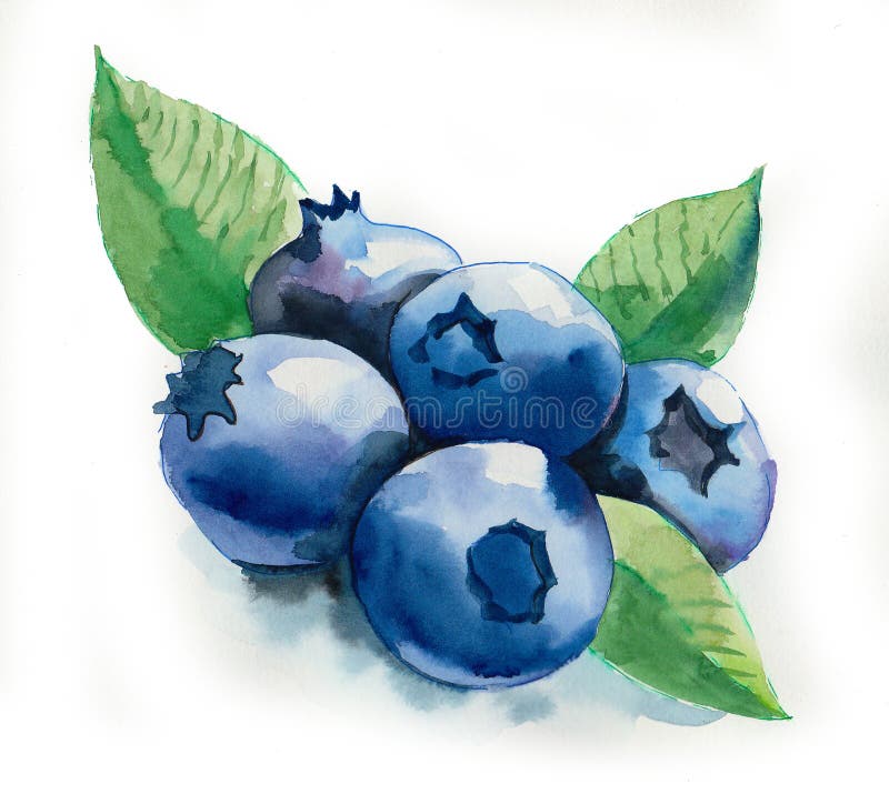 Blueberries Stock Illustrations – 7,828 Blueberries Stock Illustrations ...