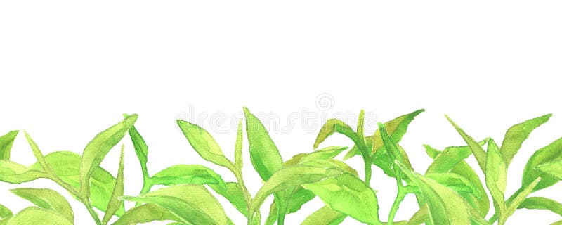 Tea Leaves Border