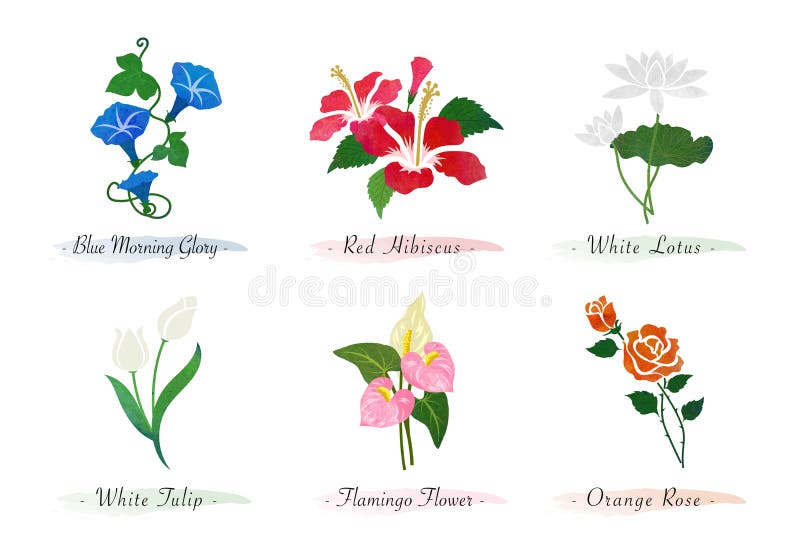 Morning Rose Stock Illustration Illustration Of Leaf 67808975