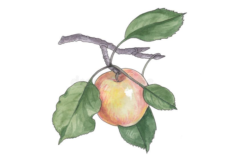 Watercolor Botanical Illustration of Apple Tree Branch. Stock ...