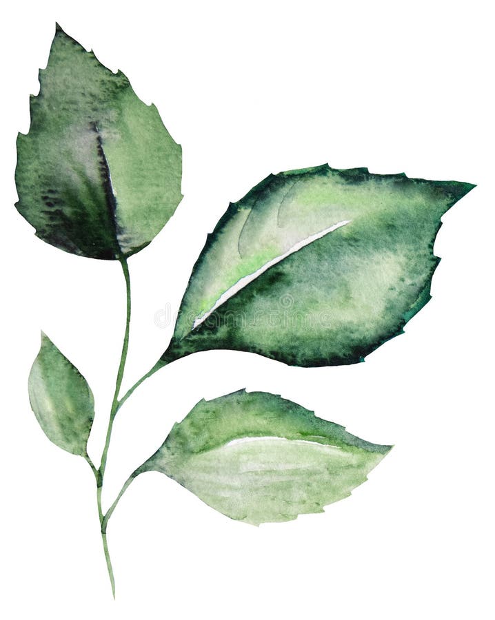 Watercolor Botanical Leaves Illustration Stock Illustration ...