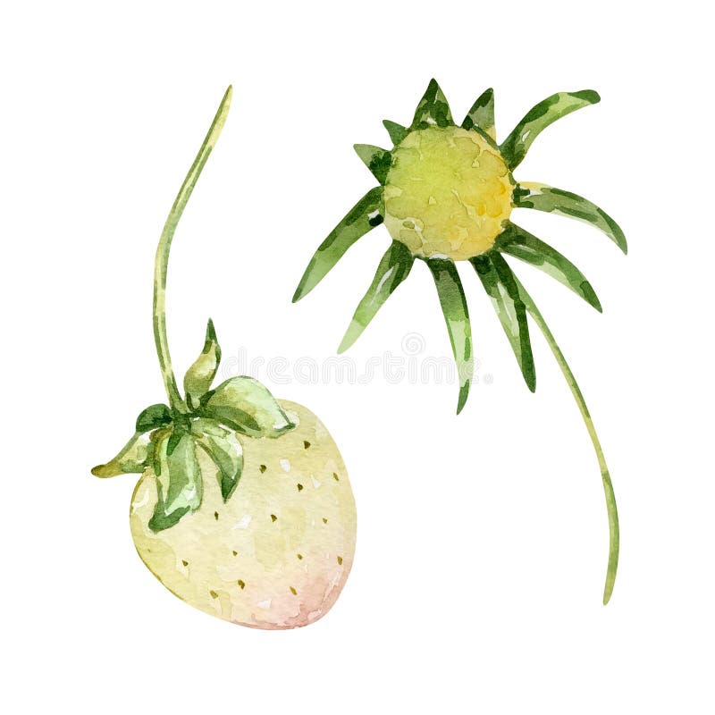 Watercolor Bright Green Strawberry, Berry Stock Illustration ...