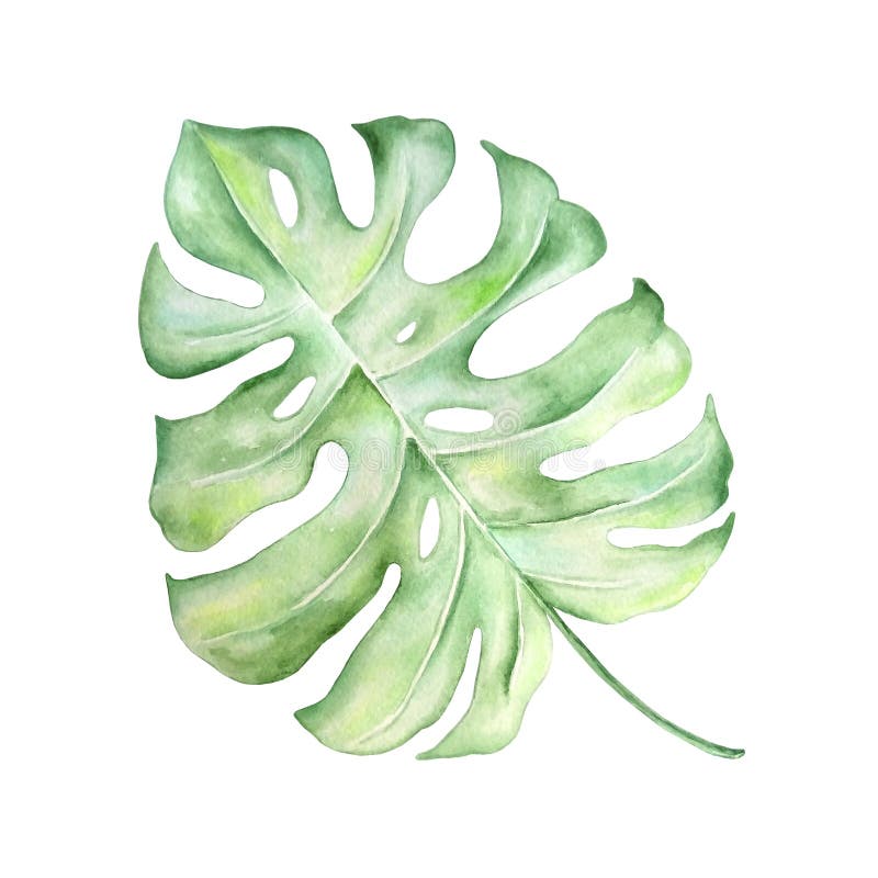 Watercolor Bright Green Tropical Leaf Stock Illustration - Illustration ...