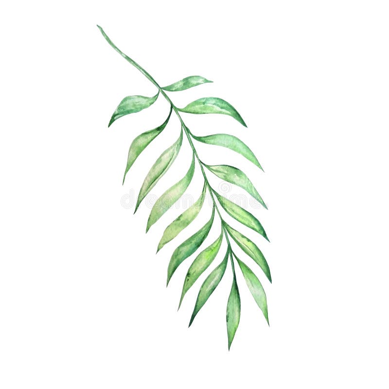 Watercolor Bright Green Tropical Leaf Stock Illustration - Illustration ...
