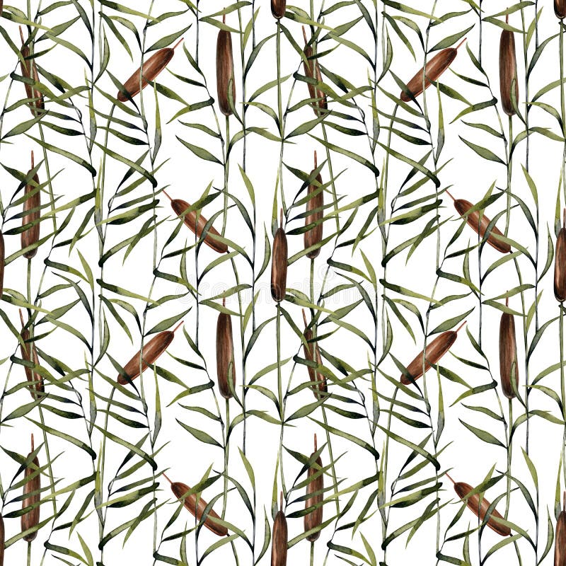 Watercolor Bulrush Seamless Pattern Stock Illustration - Illustration ...