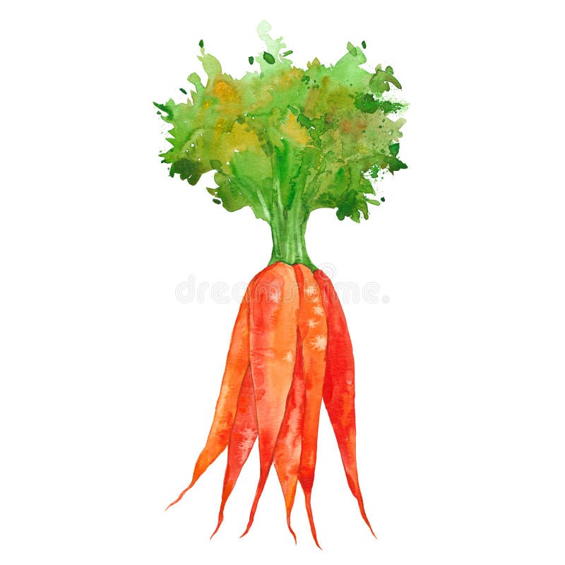 Carrots watercolor painted stock illustration. Illustration of organic ...