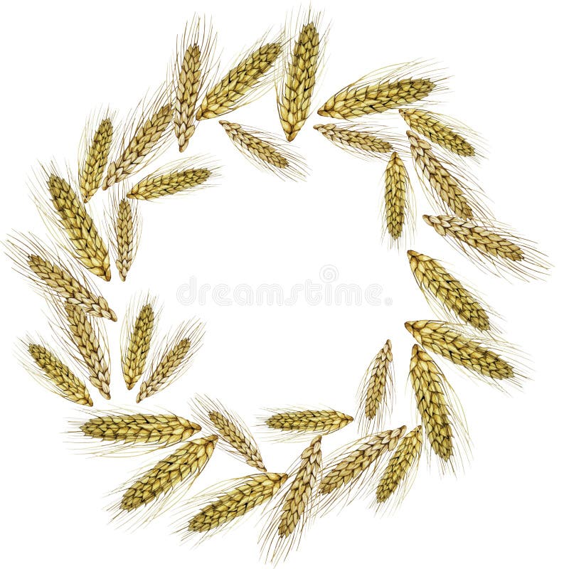 Watercolor cereal wreath stock illustration. Illustration of field ...