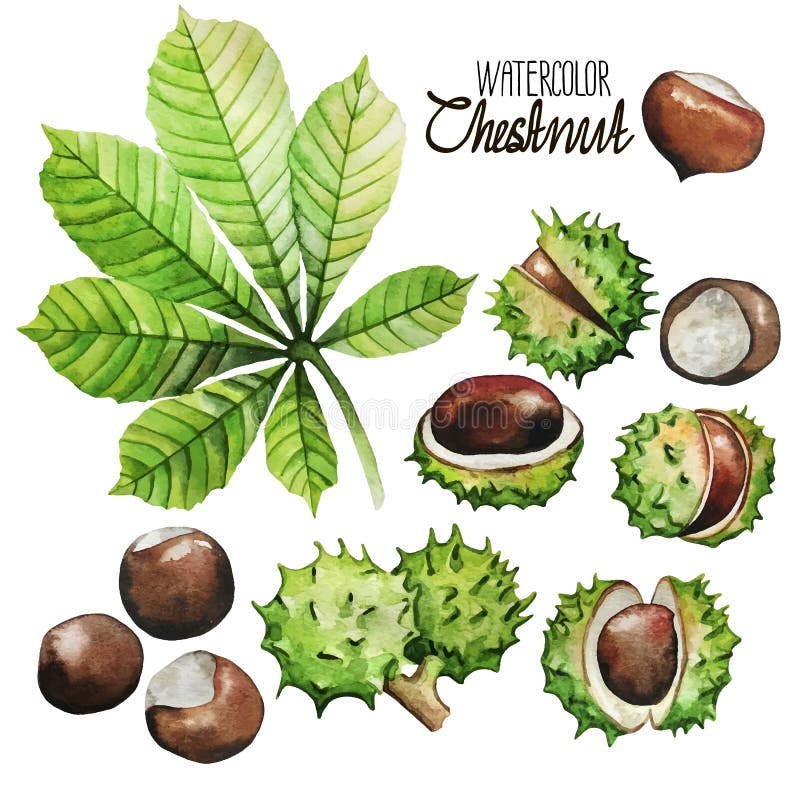 Chestnut Stock Illustrations – 43,349 Chestnut Stock Illustrations ...