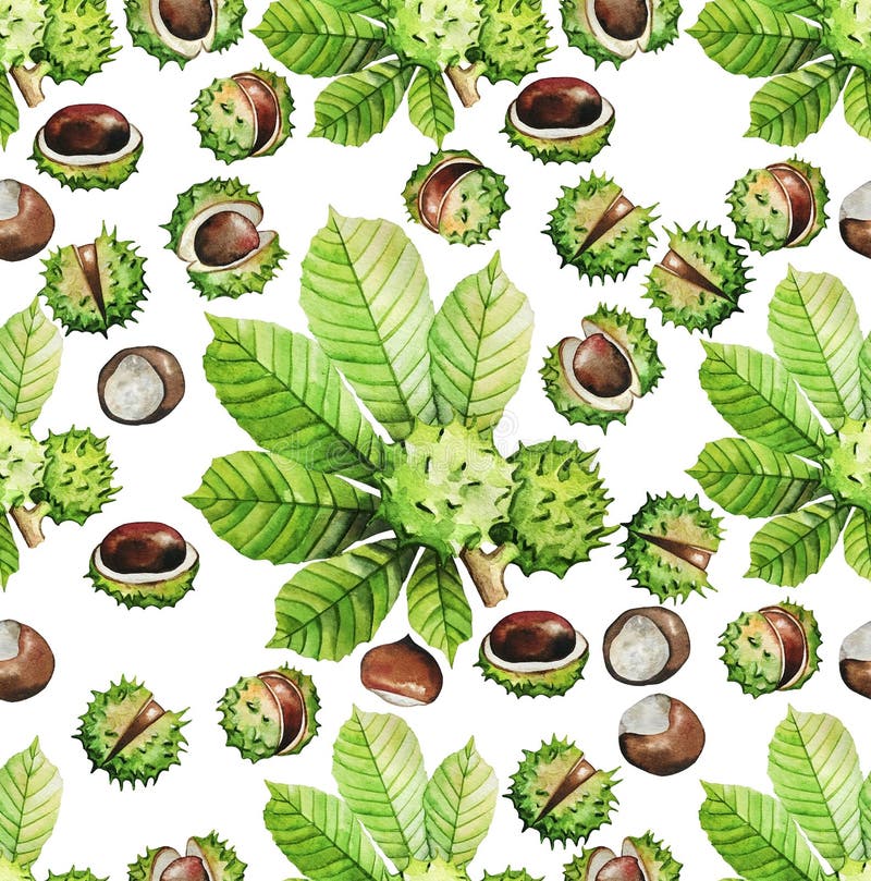 Watercolor Chestnut Seamless Pattern Stock Illustration - Illustration ...