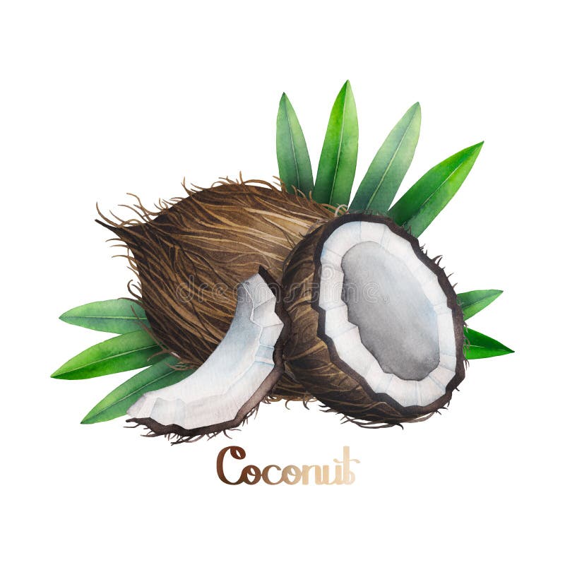 Coconut design stock illustration. Illustration of bright - 147481613