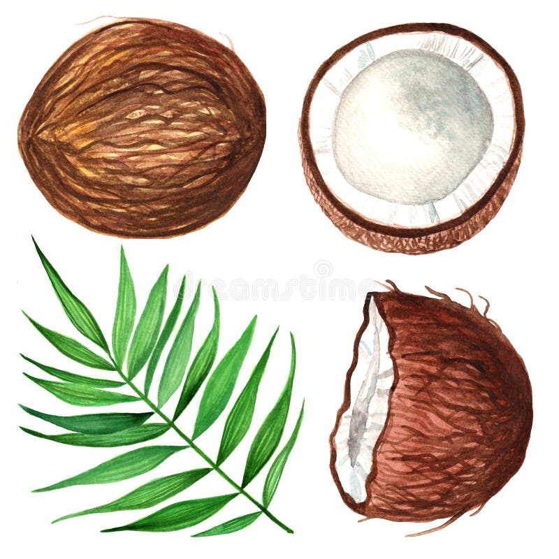 Watercolor Coconut Set, Isolated Hand Drawn Illustration Stock ...