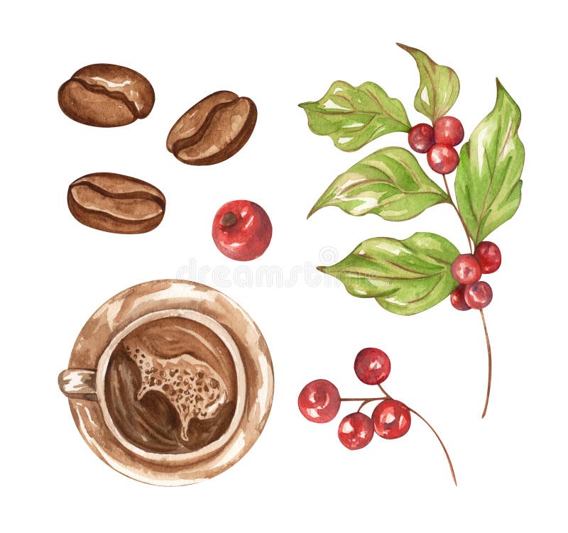 Watercolor Coffee Twig with Leaves and Redd Berries Stock Photo ...