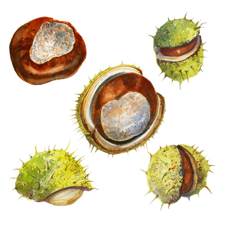 Watercolor Collection with Chestnuts Stock Illustration - Illustration ...