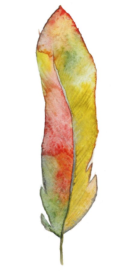 Watercolor Colorful Feather Stock Illustration - Illustration of grain ...