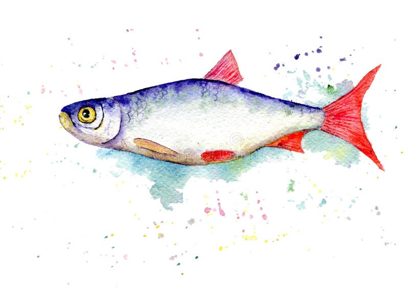 Common rudd stock vector. Illustration of aquaculture - 58018249