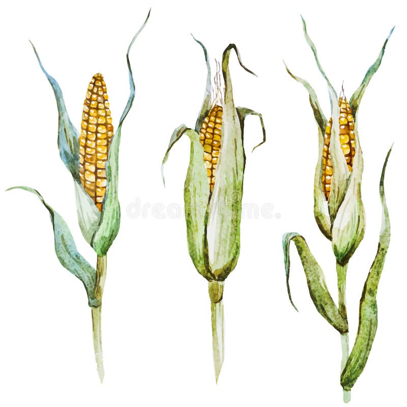 Illustration of Corn Grain Stalk Sketch Stock Vector - Illustration of ...