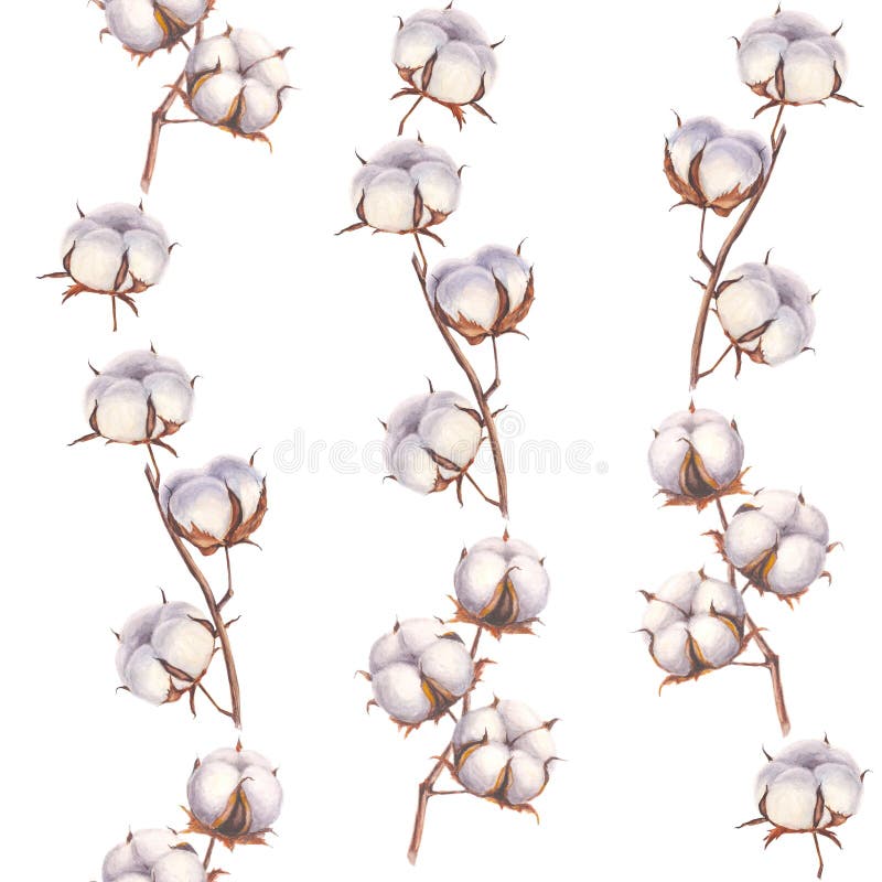 Watercolor Cotton Branches Pattern on White Background Stock ...